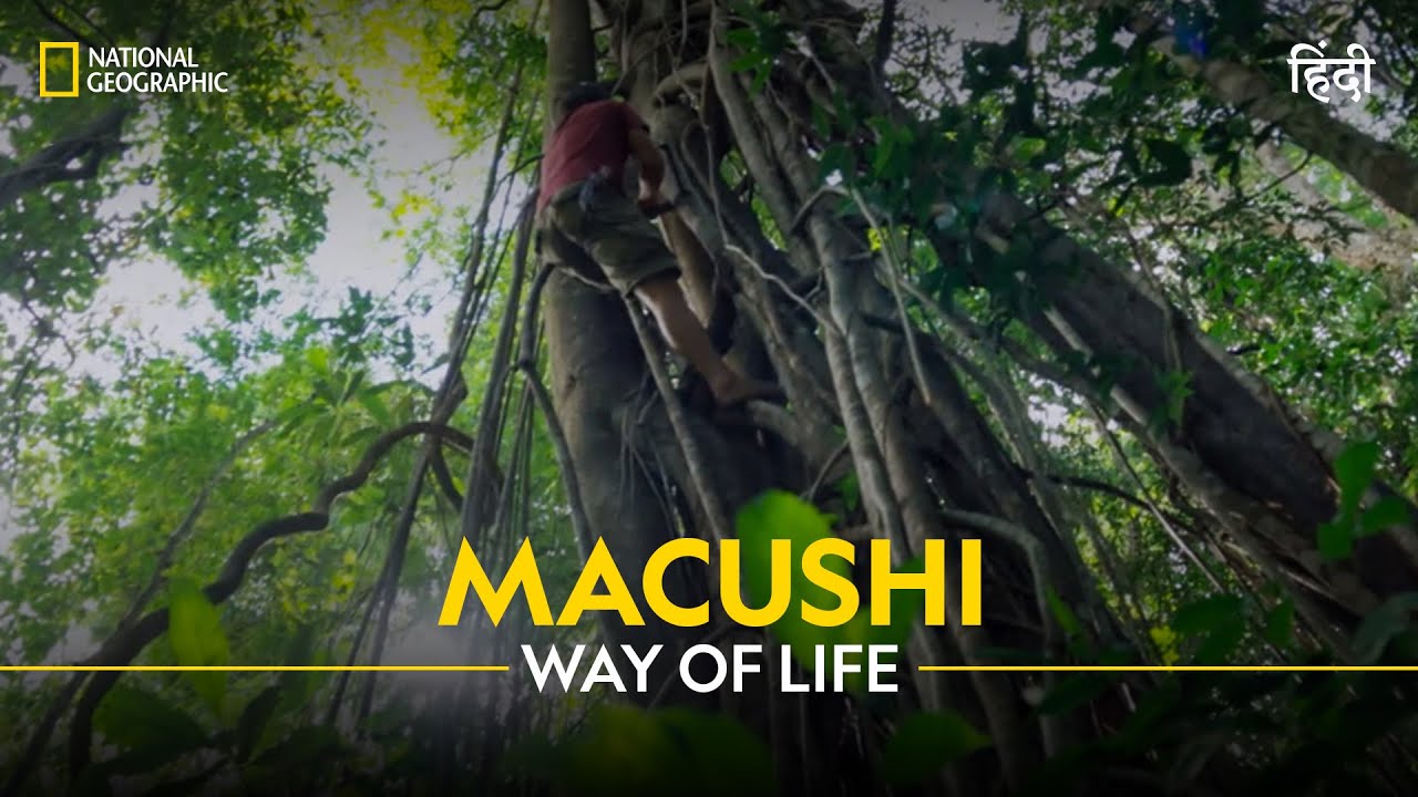 Macushi Way of Life | Primal Survivor | हिन्दी | Full Episode | S4 - E1 ...