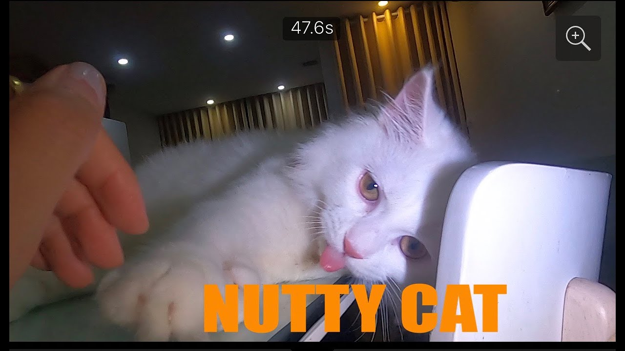 25 Bizarre Nutty Cat Facts You Need to Know - YouTube