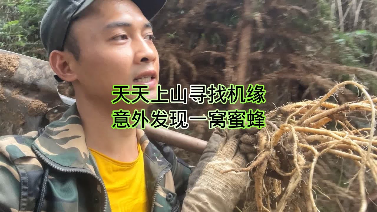 5.16山里有宝，天天上山寻找机缘，收获野党参还意外发现一窝蜂蜜 #中草药 #采药人 - YouTube