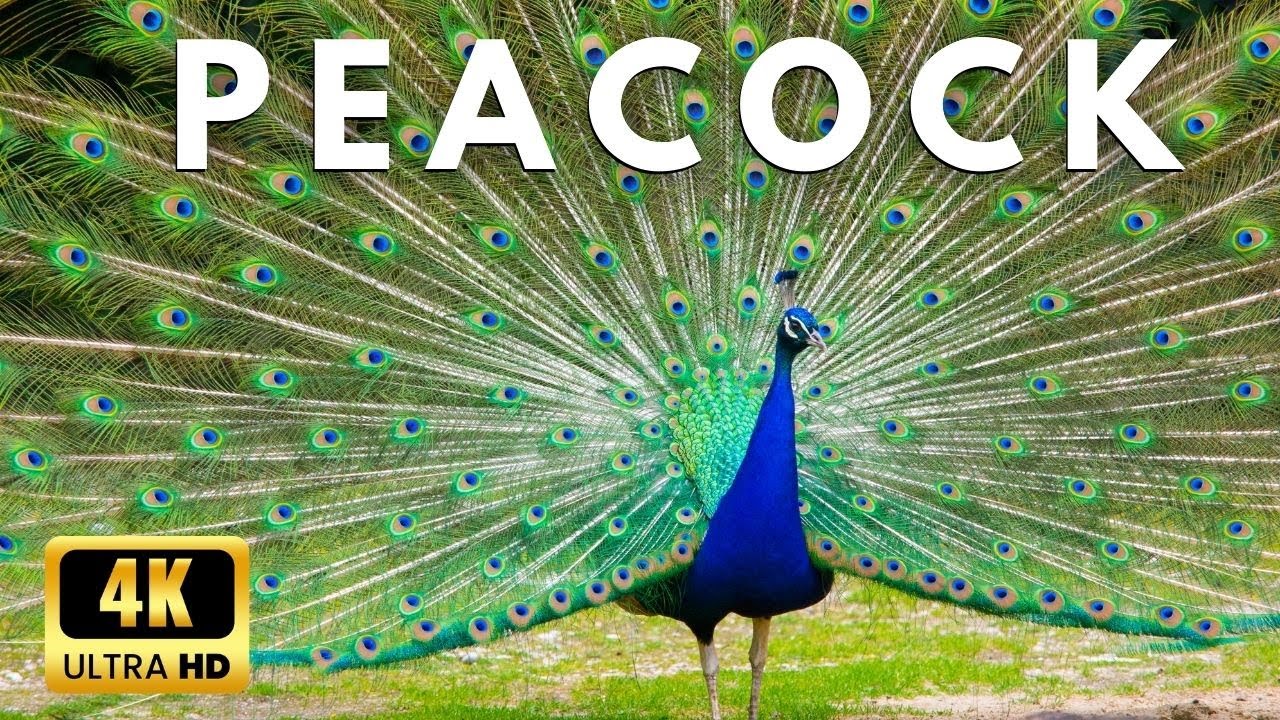 Peacock 4k in Ultra Hd God Creation 4k - YouTube