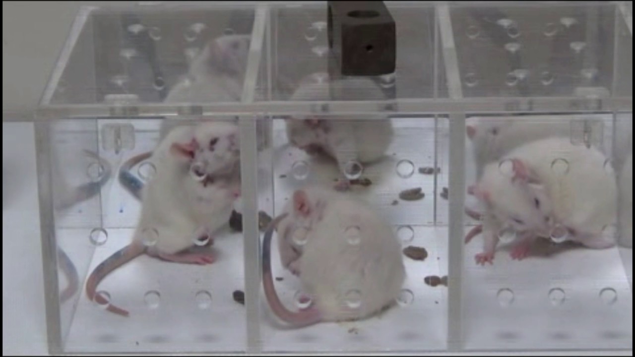 Neonatal capsaicin treatment-induced asthma-like symptoms in rats ...