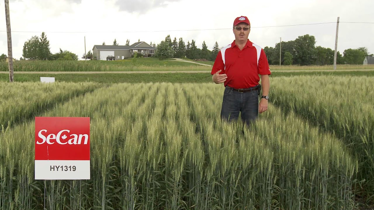 SeCan AAC Penhold (HY1319) CPS wheat - YouTube