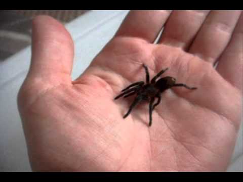 Handling my Thrixopelma cyaneolum (Cobalt Red Rump) Tarantula - YouTube
