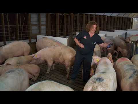 Why I Use an Electronic Sow Feeding System