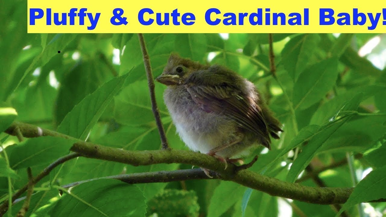Baby Cardinal Bird with a Cool and Fluffy Hairdo. Watching Cardinal ...
