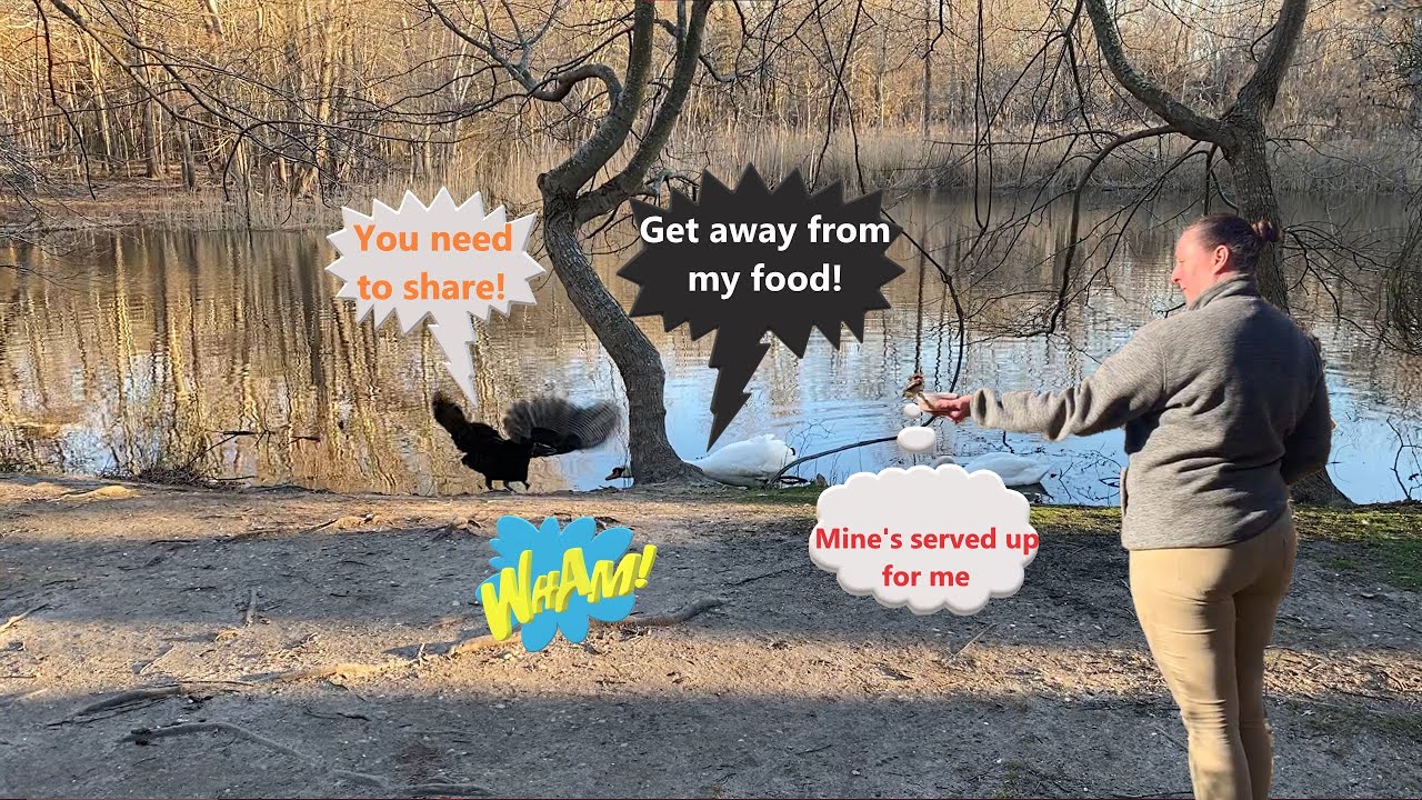 Turkey vs Swan | Who wants it MORE!!! - YouTube