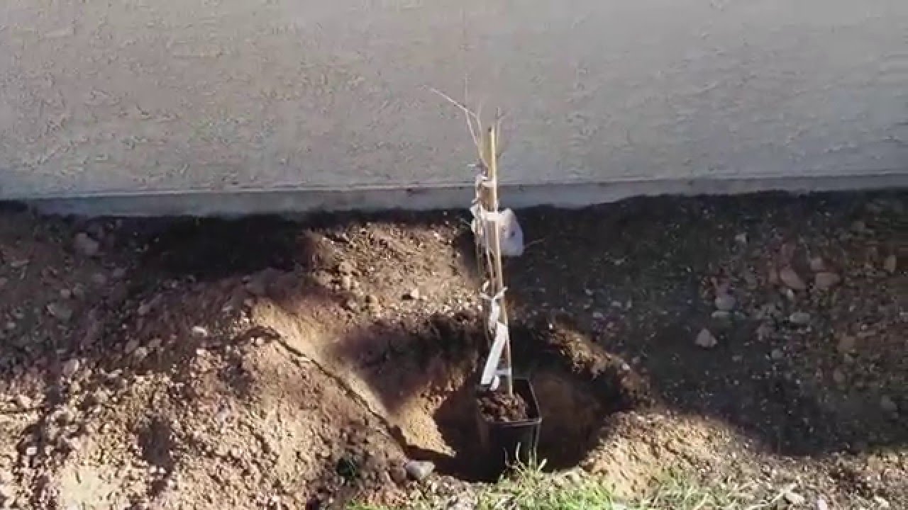 Planting Pomegranate Trees in the Las Vegas desert - YouTube