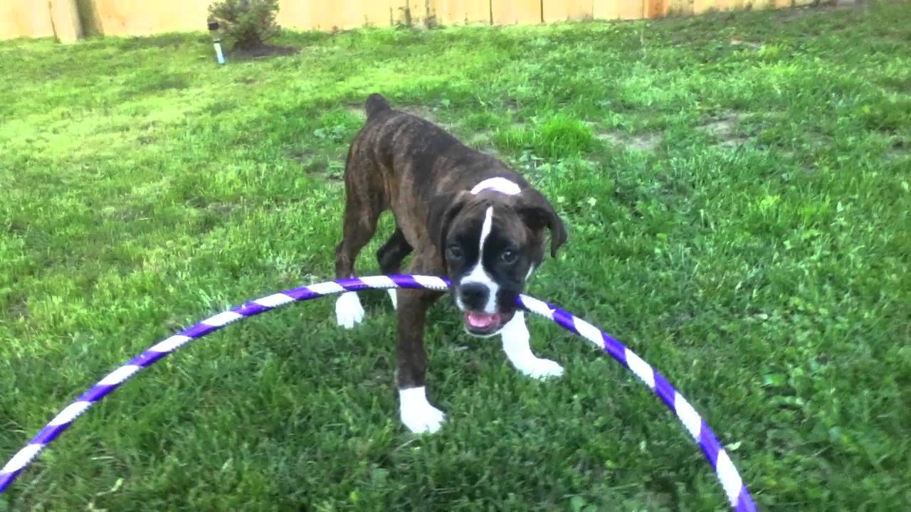 Boxer Puppy Playing with Hula Hoop - YouTube