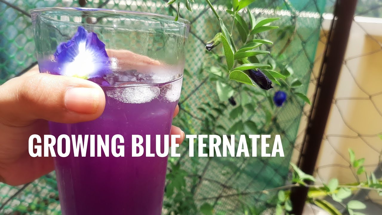 Blue Ternatea: Tips and Planting in Container, Uses and more - YouTube