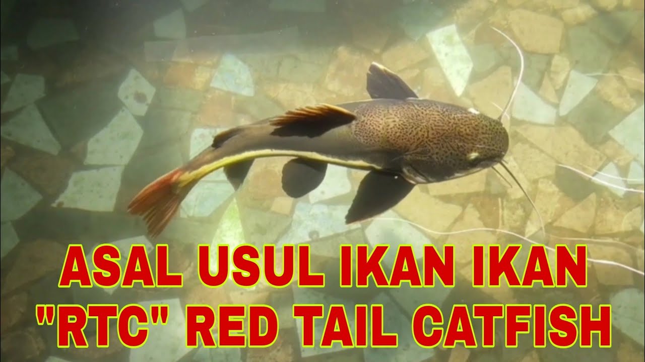 ASAL USUL IKAN "RTC" RED TAIL CATFISH - YouTube