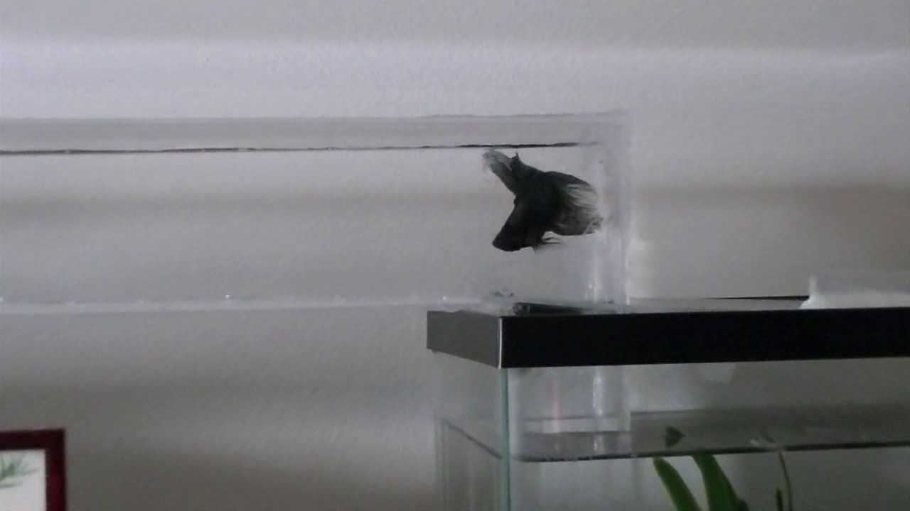 Water Bridge for Betta Fish - YouTube