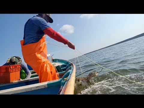 trampa efectiva para la captura de 🦀 jayba tripulación la tostacha🇲🇽 ...
