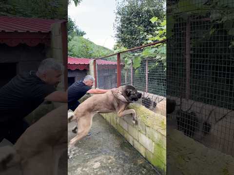 Rascoln son atarlarını yapıyor