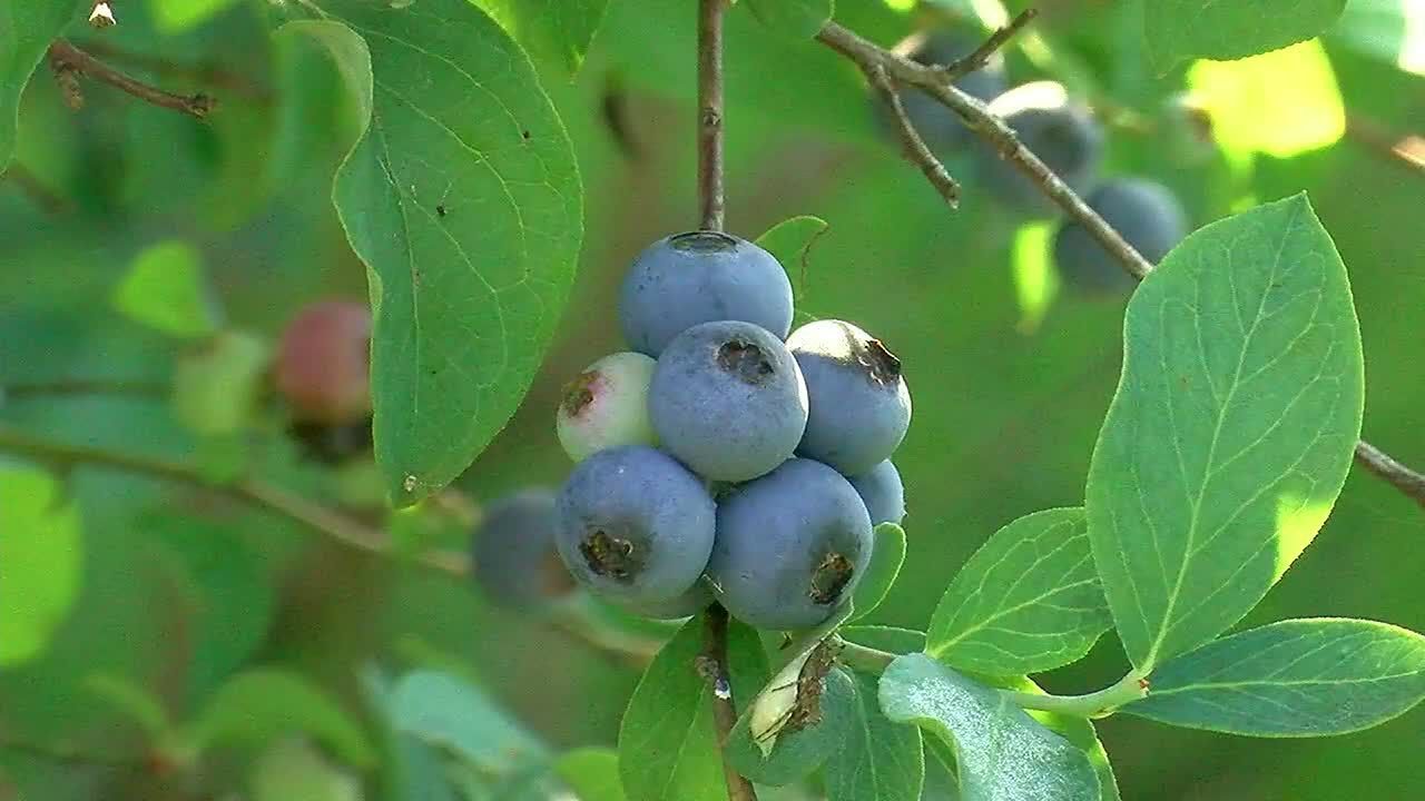 East Texas blueberry crops hit hard by late season freeze, but plenty ...
