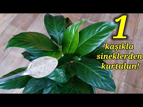 SİNEKLERDEN kurtulmanın DOĞAL yolu😉bir kaşık verin sineklerden kurtulun✅çiçek bakımı✅