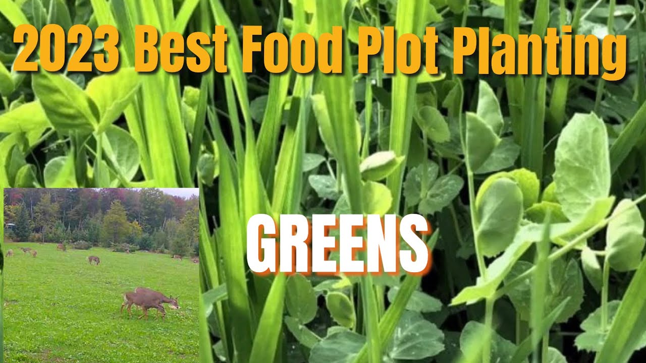 Best Food Plot Planting: Part 3 - YouTube