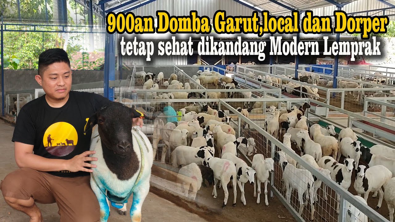 Sukses Ternak 900 Domba Garut,lokal dan Dorper tetap sehat dikandang ...