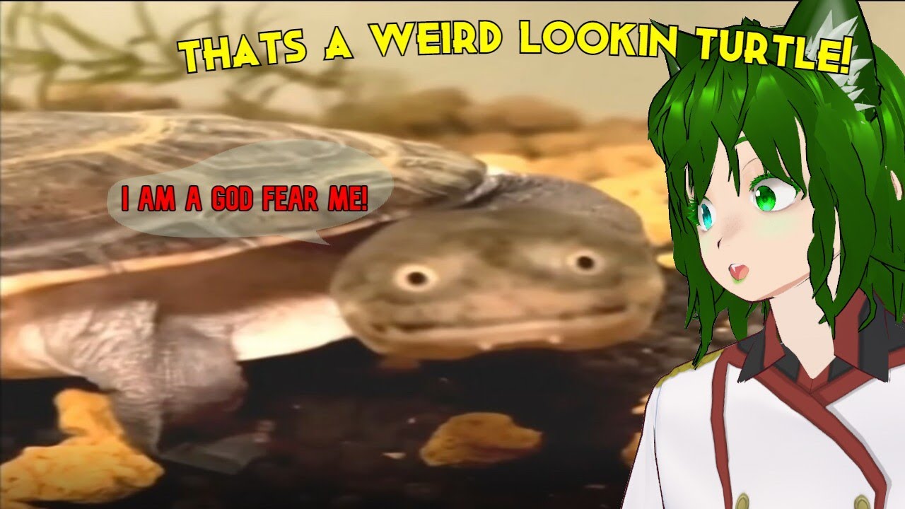 That is Such A Weird Looking Turtle! (Vtuber Reacts to Daily Dose ...