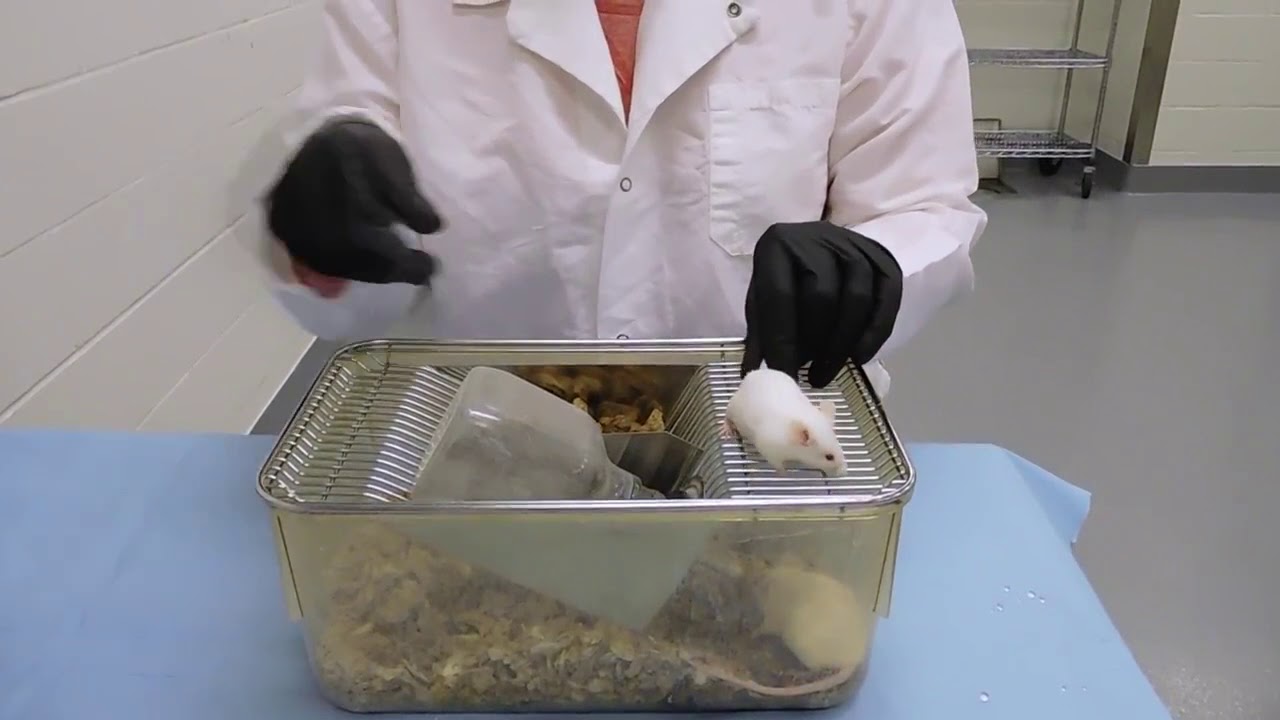 Basic Mouse Restraint - YouTube