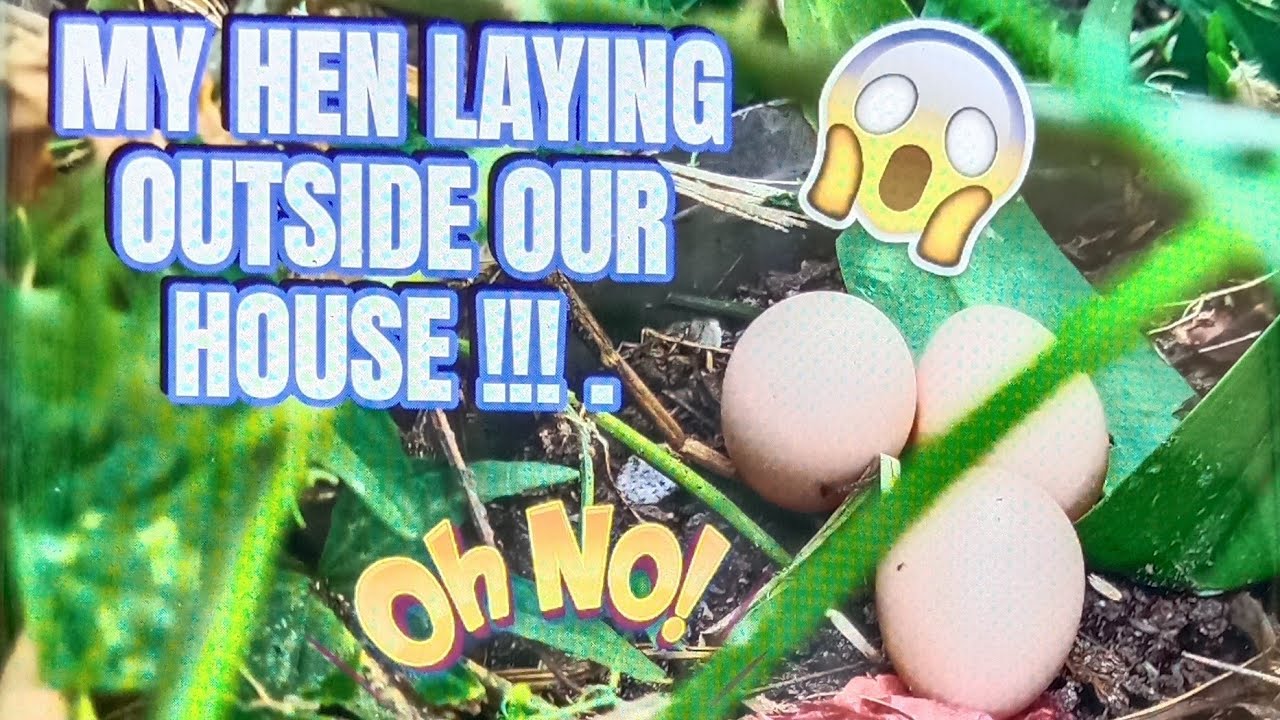 ANG BAGO KUNG MANOK NAG ITLOG SA LABAS NG AMING BAHAY ! ! - YouTube