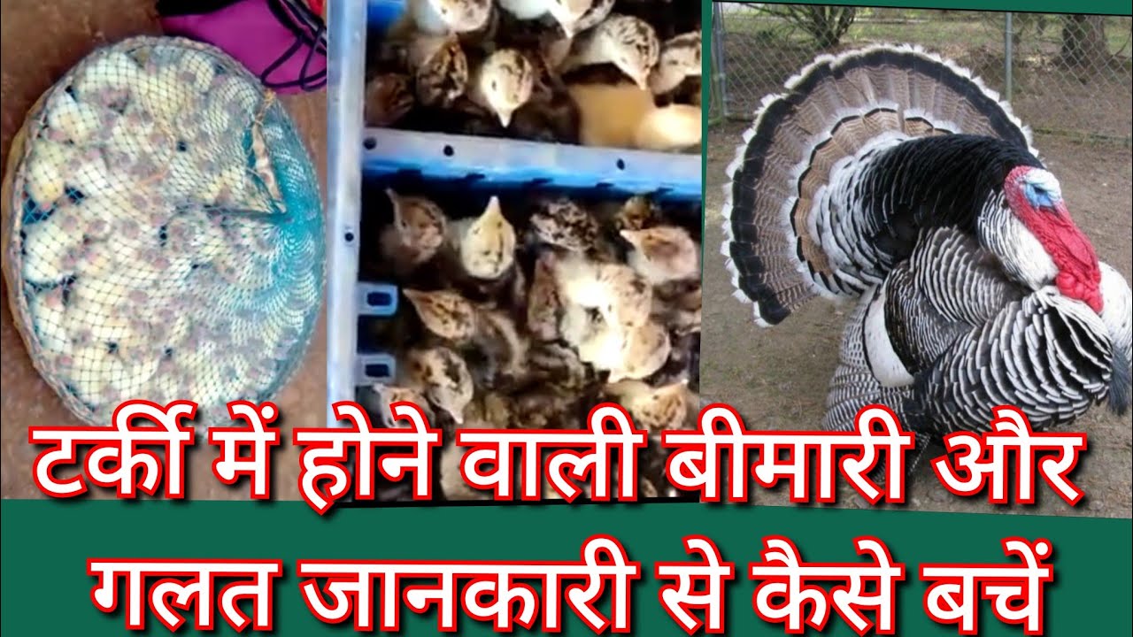 टर्की फ्रॉड से कैसे बचें // Turkey farm + backyard poultry farm // # ...