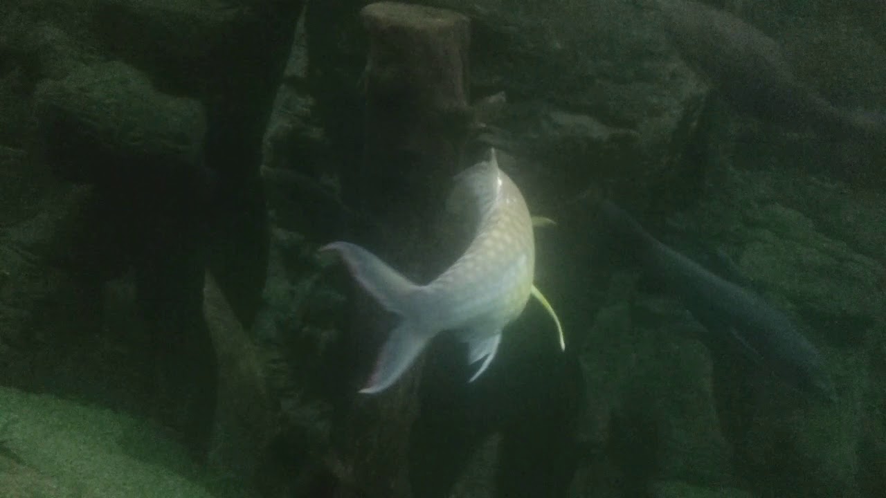 Fish at Toronto zoo big fish! - YouTube