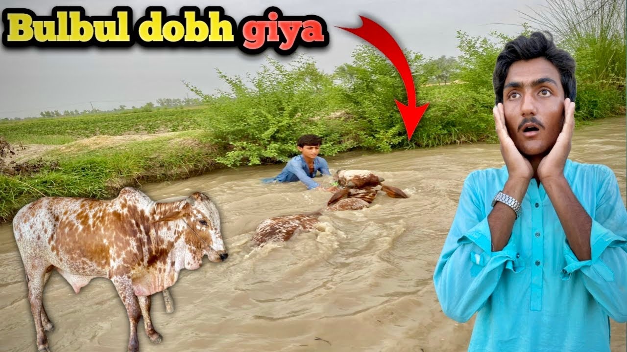 Bulbul dobh giya 😱 chikuu ko nehla diya aj 😍 - YouTube
