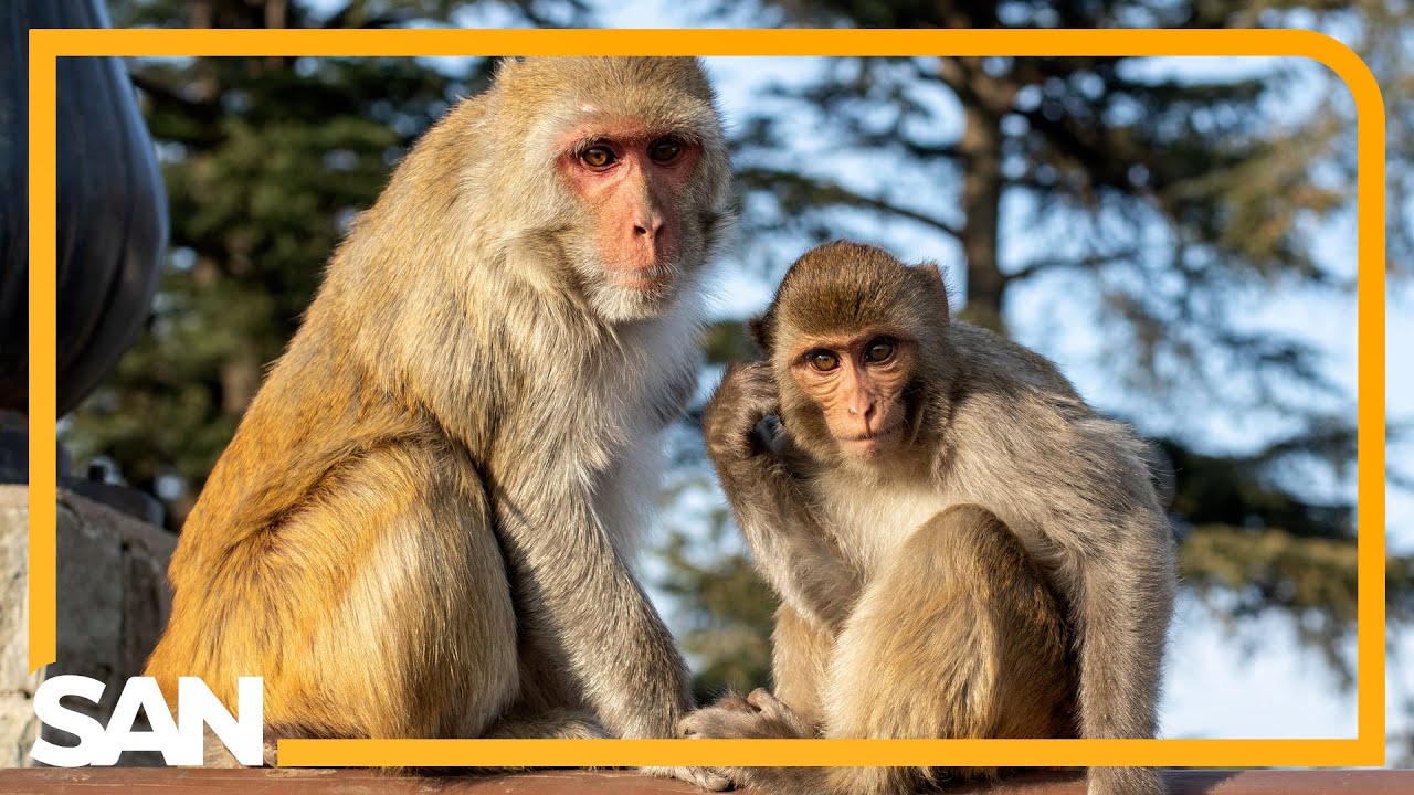 Authorities search for 43 escaped monkeys from SC research facility ...