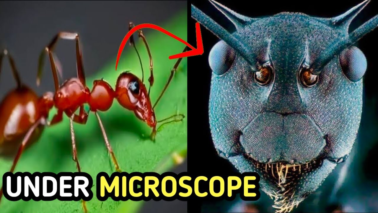 Normal Things Under Microscope 🔬 | Looks Dangerous 😱 - YouTube