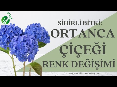 RENK DEĞİŞTİREN SİHİRLİ BİTKİ: ORTANCA / ORTANCAMIN RENGİNİ NASIL DEĞİŞTİRİRİM? ORTANCA RENGİ