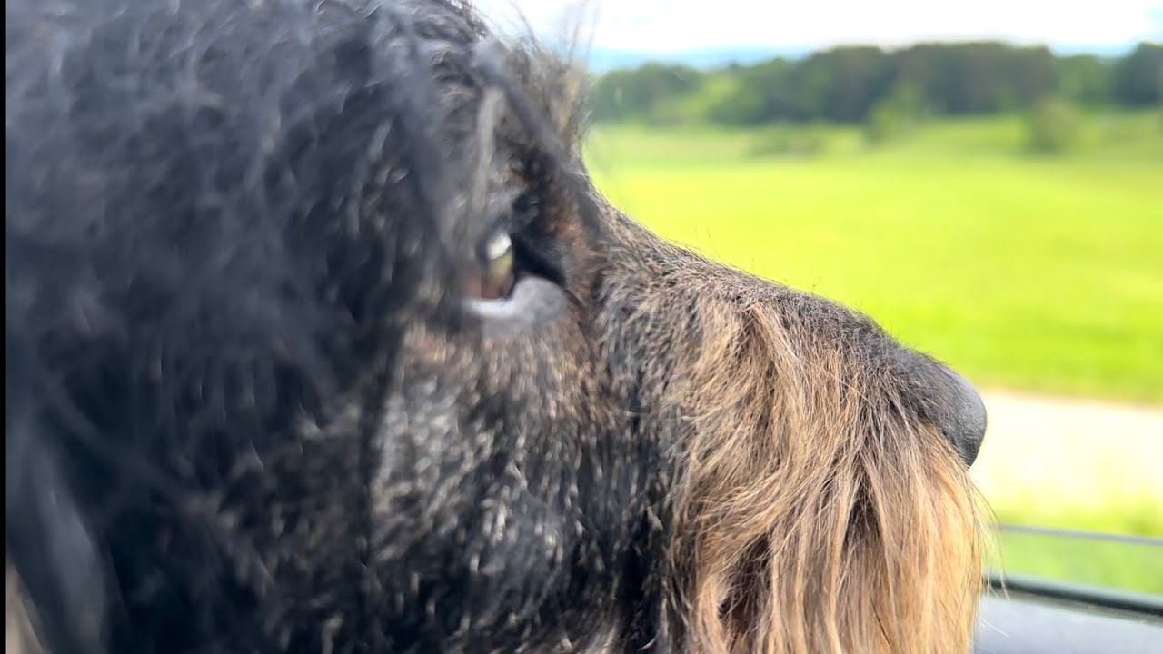 Cute dachshund loves birds ️ #TeddyTheDachshund - YouTube