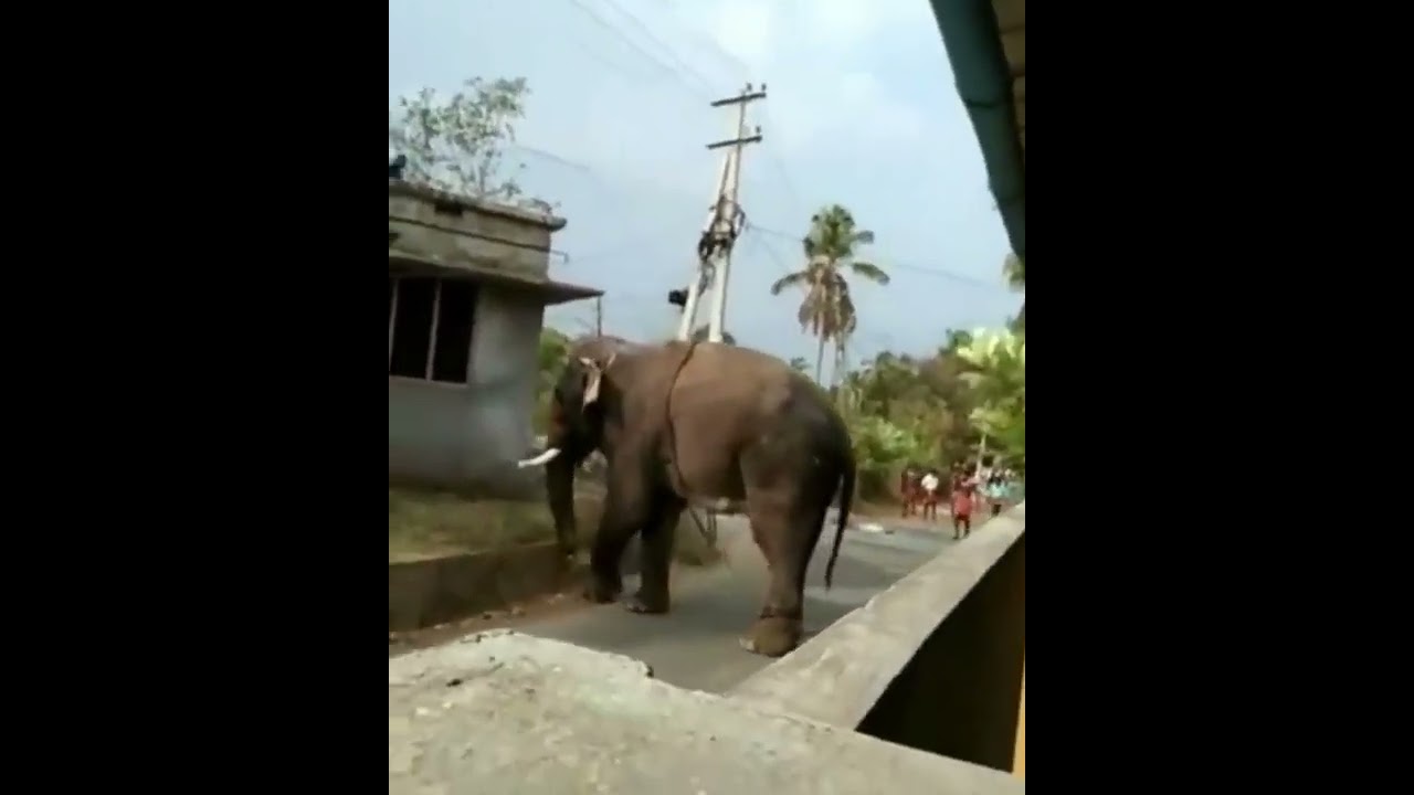 angry elephant attack village 😭😭🐘🐘🐘 - YouTube