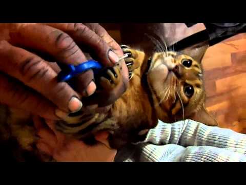 Bengal cat hates his claws trimmed