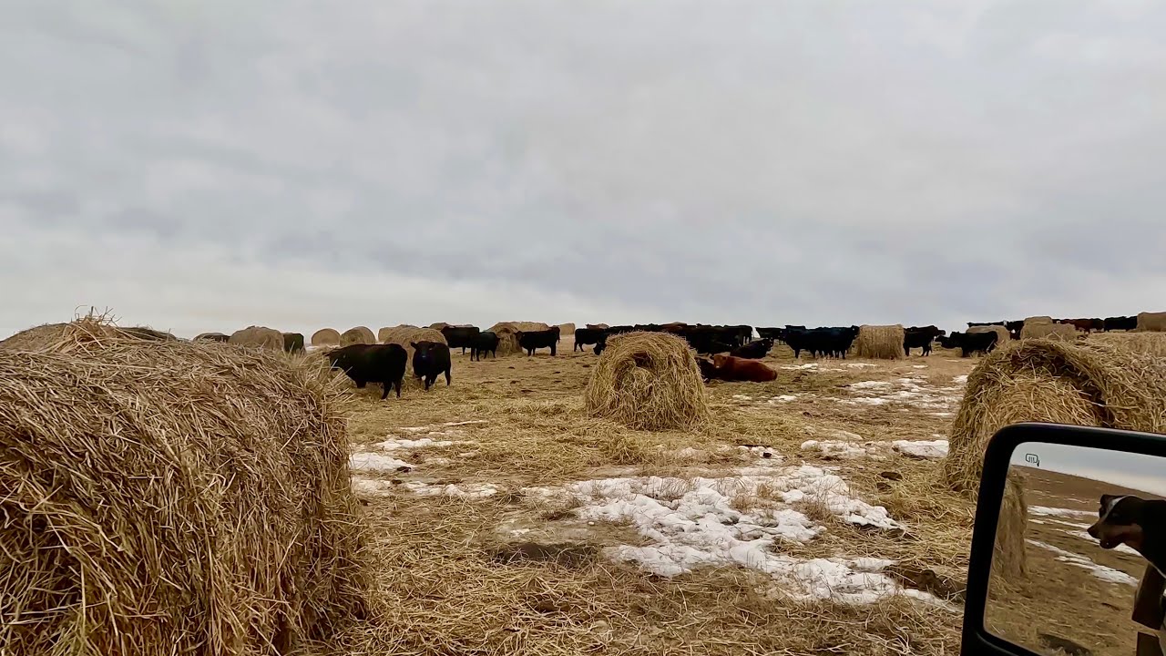 500 Cows VS 250 BALES!! - YouTube