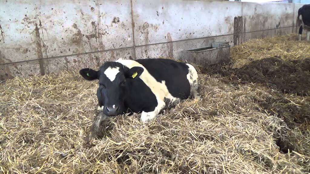 T.B infected cow on the farm - YouTube