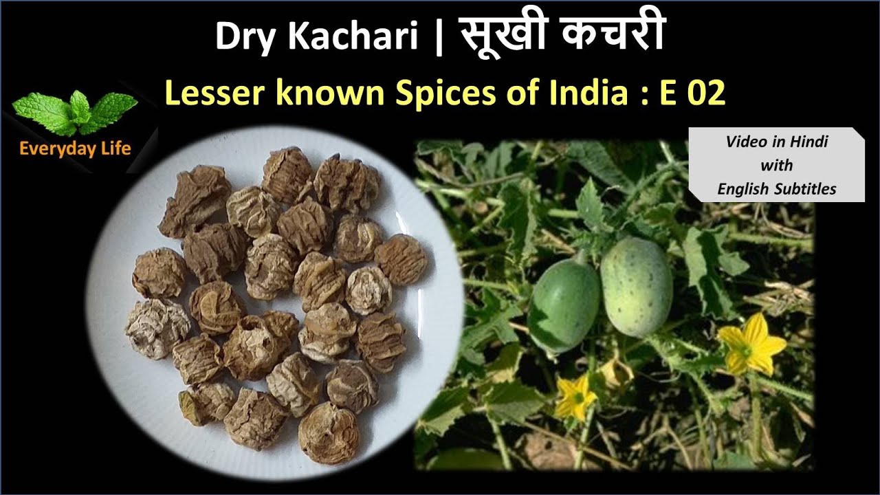 Dry Kachari | सूखी कचरी | Kachari | Lesser known Spices of India: EP 02 ...
