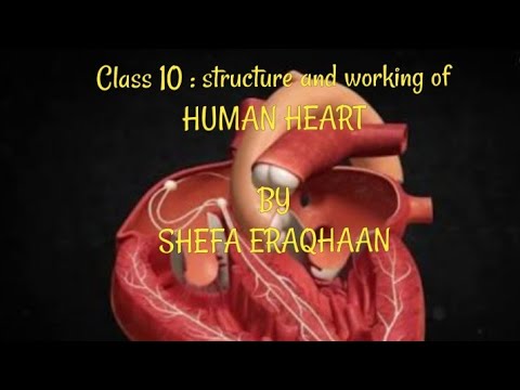 Class 10: structure and working of human heart EXPLANATION - YouTube