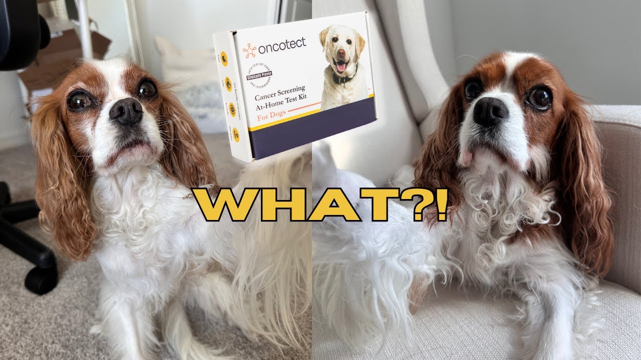 DOG CANCER DETECTION TEST AT HOME?! You need to get this - YouTube