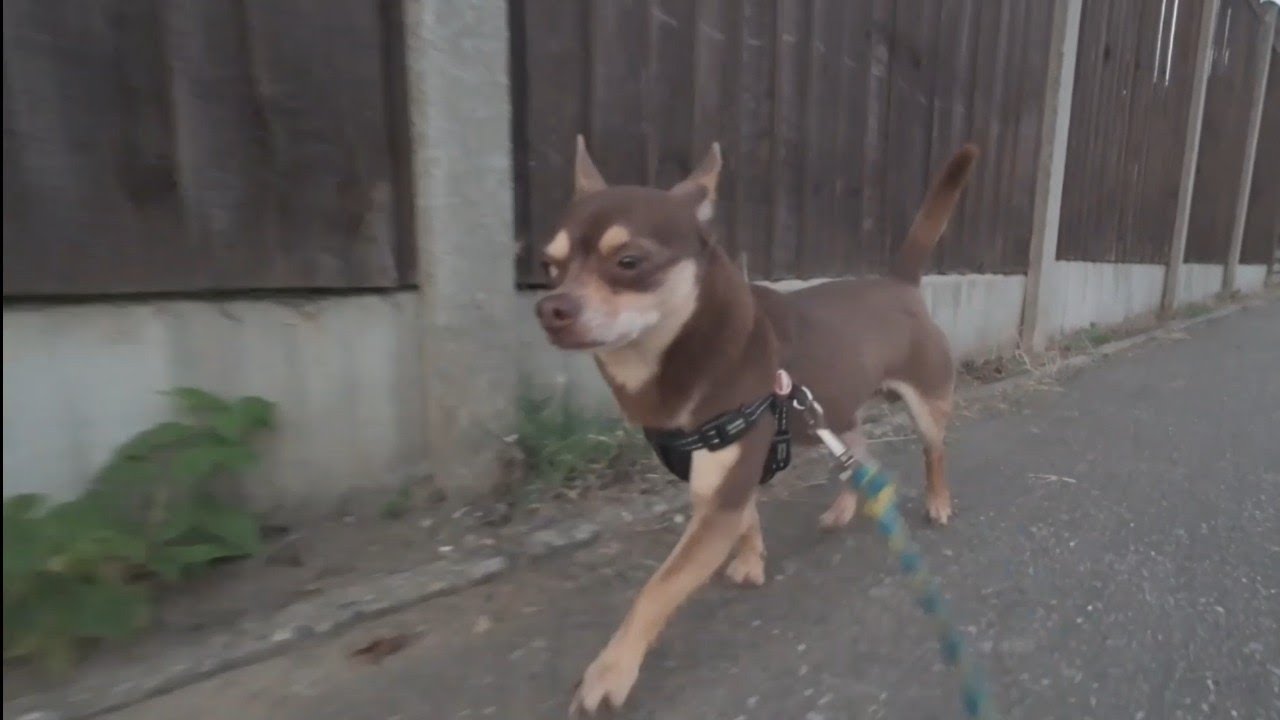Walk with Rolo around the village. - YouTube