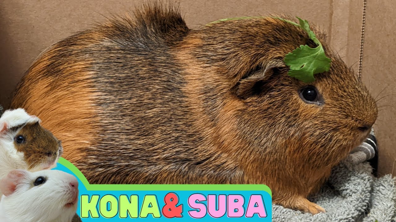 Spending Time With Capybara - YouTube