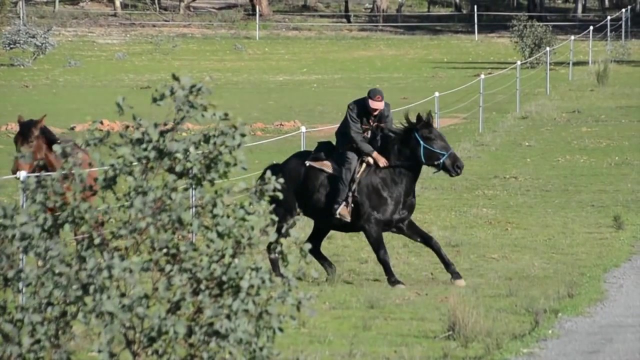 Horse flight instinct Shying Horse bolts NOT Photo Bomb - YouTube
