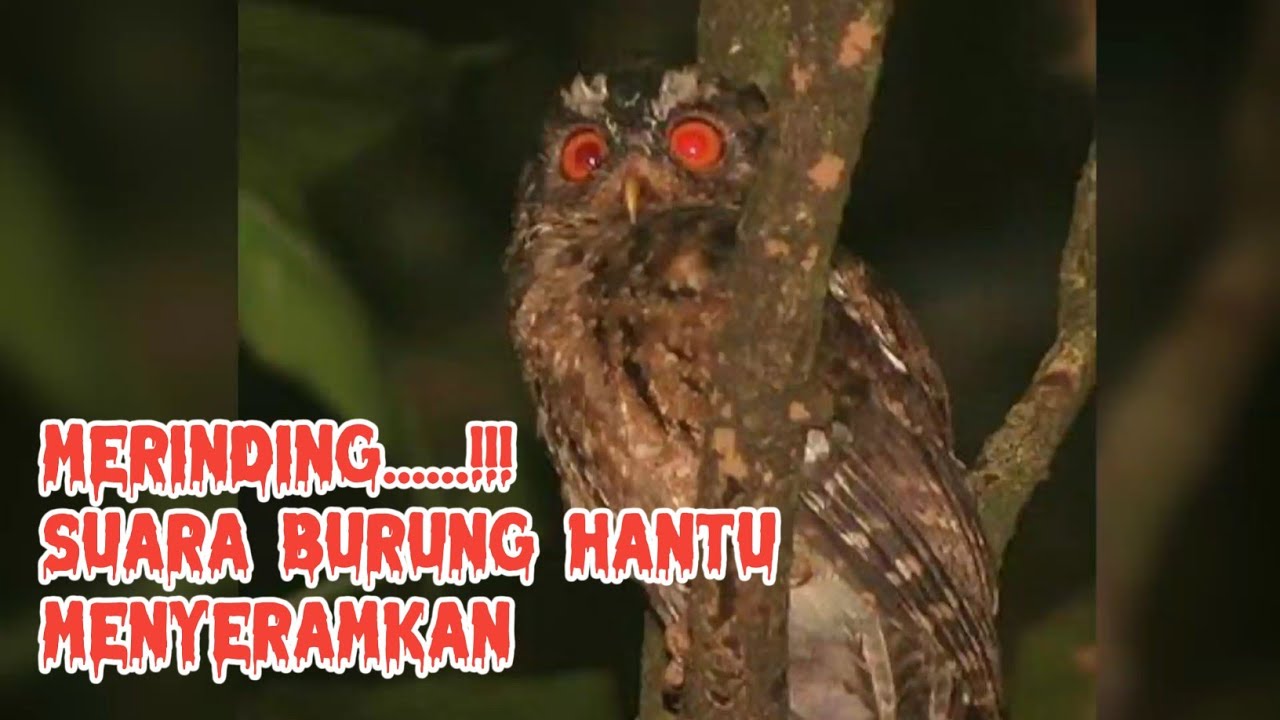Merinding..., SUARA BURUNG HANTU PALING SERAM || cocok bagi anak kecil ...