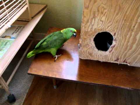 Yellow Fronted Amazon