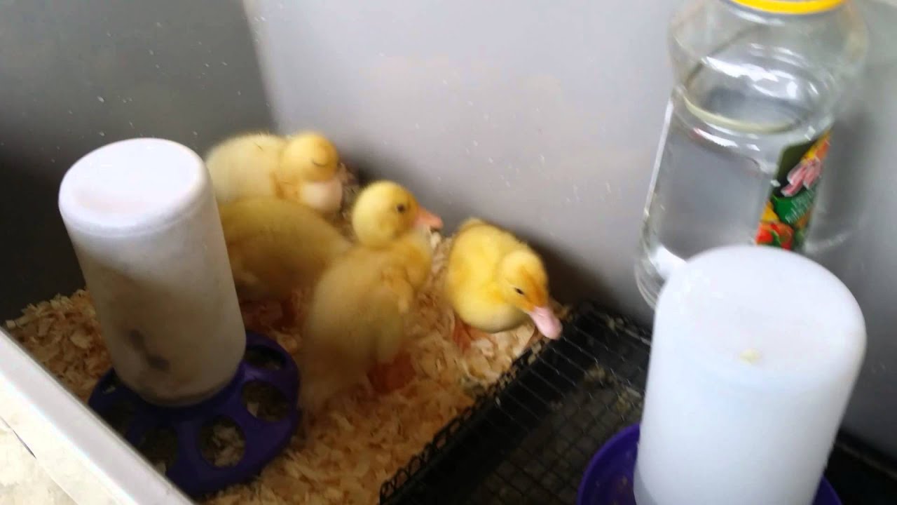 Little 1 Week Pekin Duckling Vacuum Cleaners - YouTube