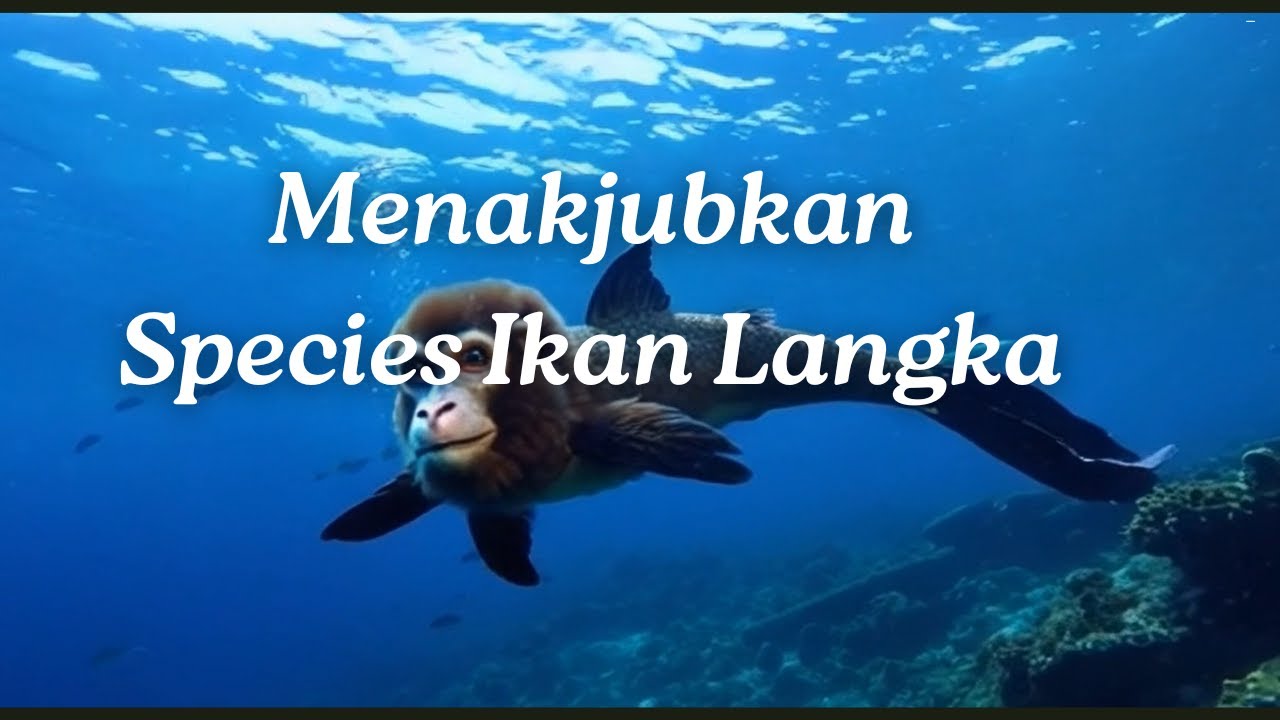 Menakjubkan, Species Ikan Baru dan Langka - YouTube