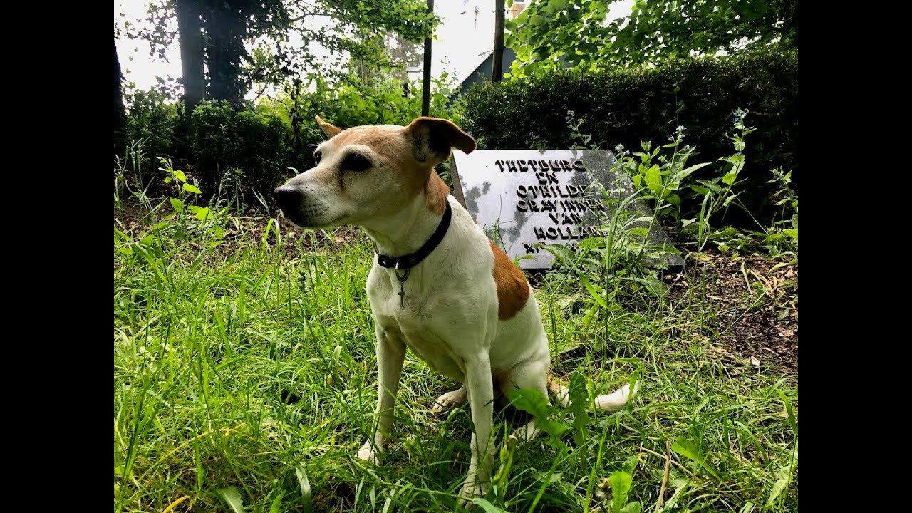 36. Het Leven is een Teef(je) - Interessante Tijden weekjournaal - YouTube