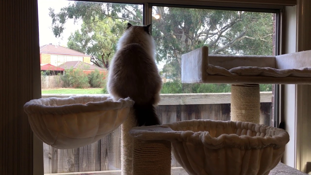 Ragdoll Cat Tail Dancing - YouTube