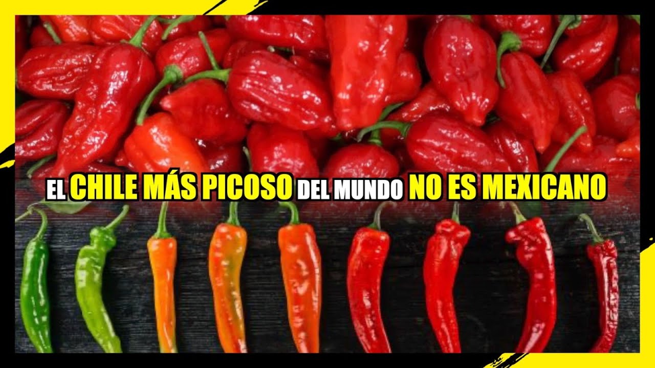 El chile más picoso del mundo "NO" es mexicano 😱🌶️ ¿Lo probarías? - YouTube