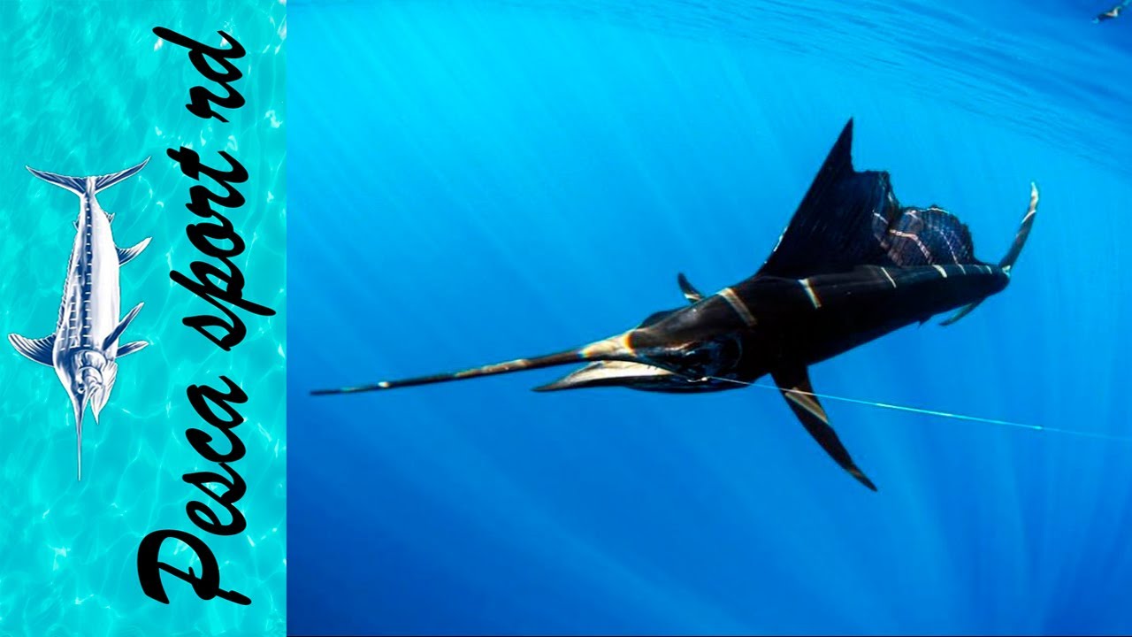 Marlin Azul gigante /En República Dominicana - YouTube