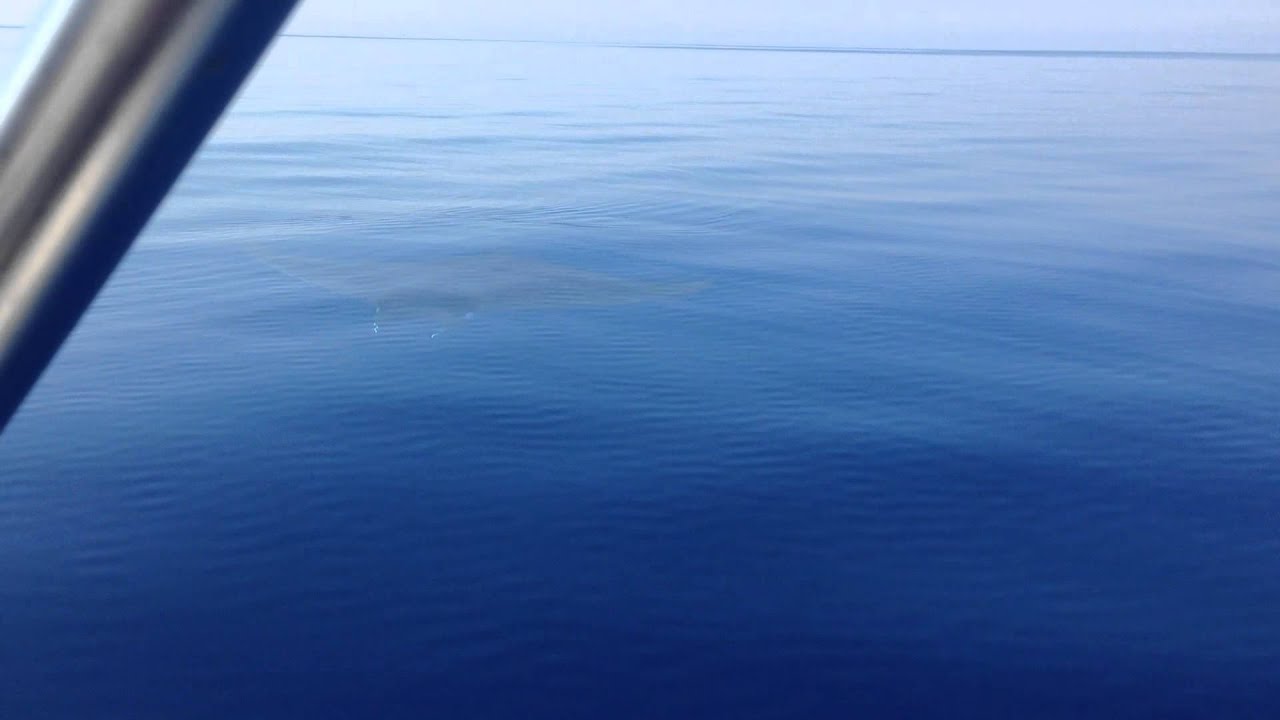 Stingray 12km out of Malta - YouTube